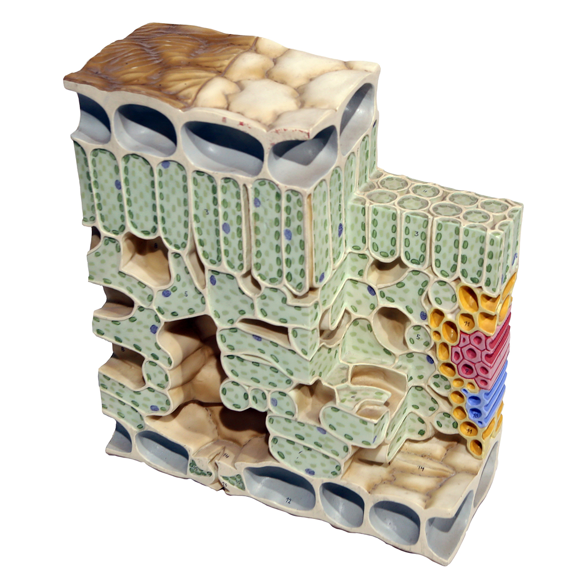 0018-somso-anatomy-anatomical-model-leaf-bos-17-1980s