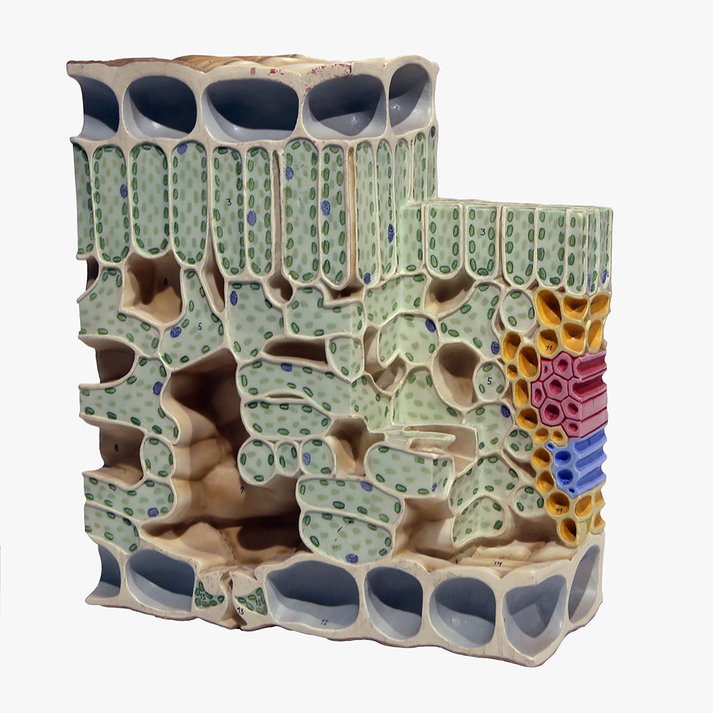 0018-somso-anatomy-anatomical-model-leaf-bos-17-1980s